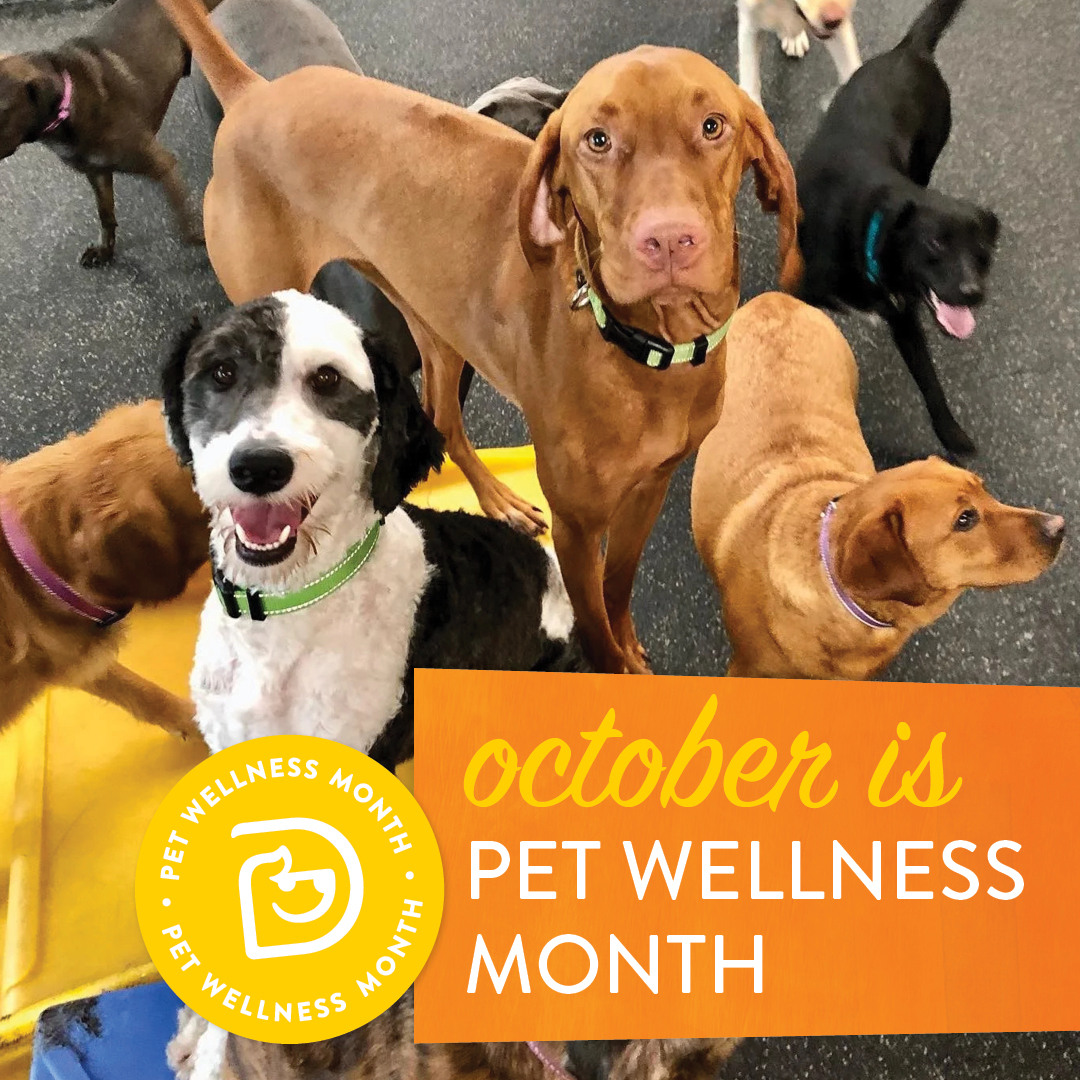 Pet Wellness Month! - Brampton