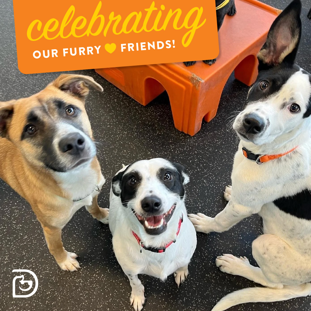 National Pet Day! - Brampton