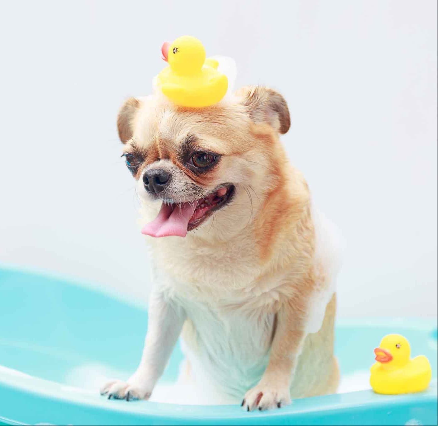 Rubber Ducky Day! - Brampton