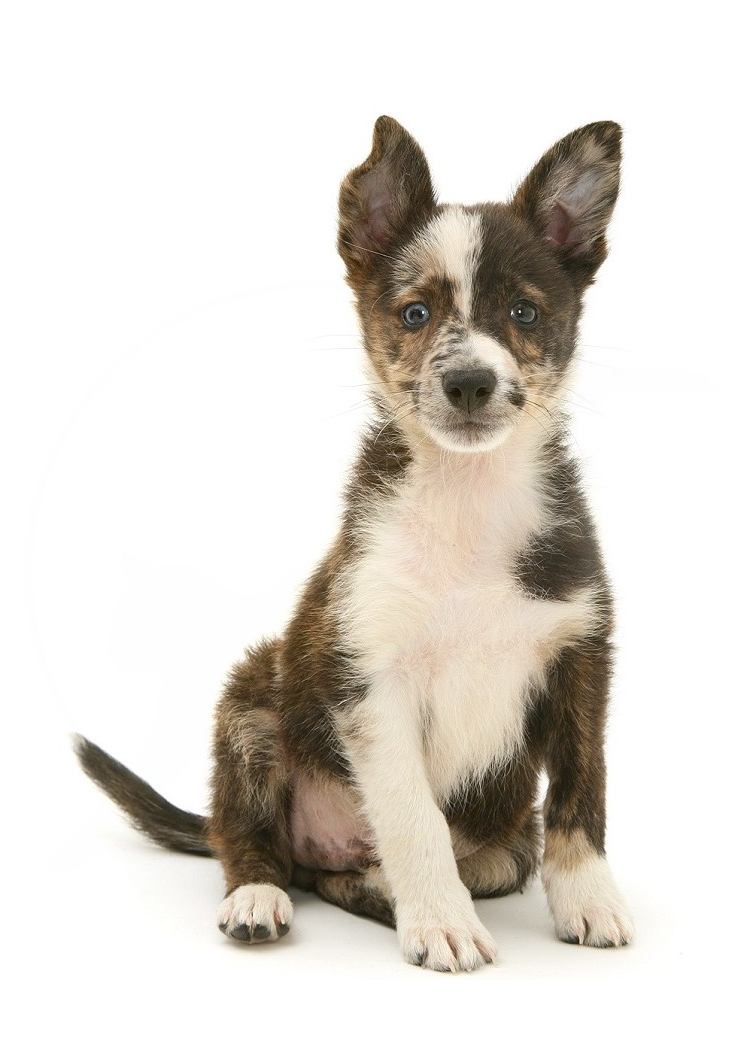 National Mutt Day! - Brampton