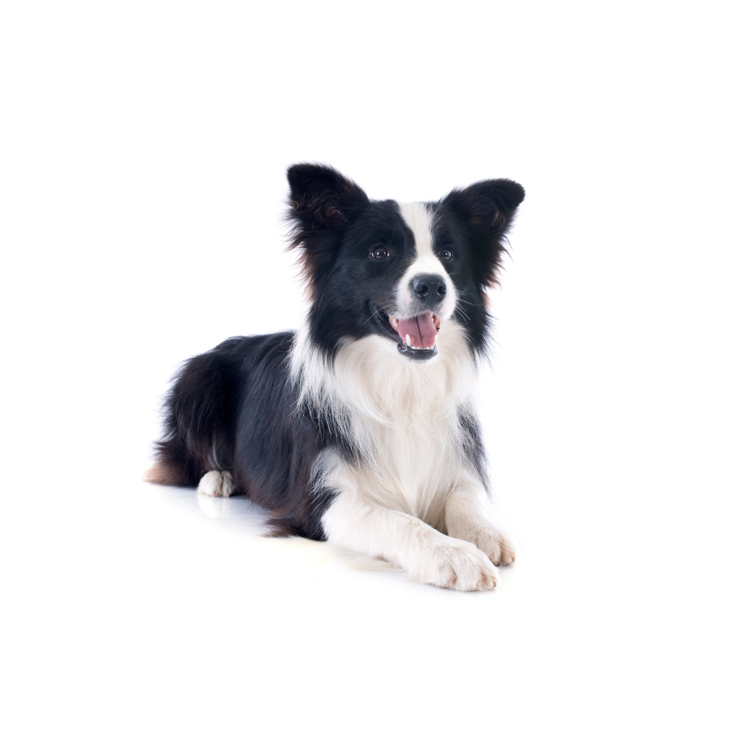 National Border Collie Day - Brampton