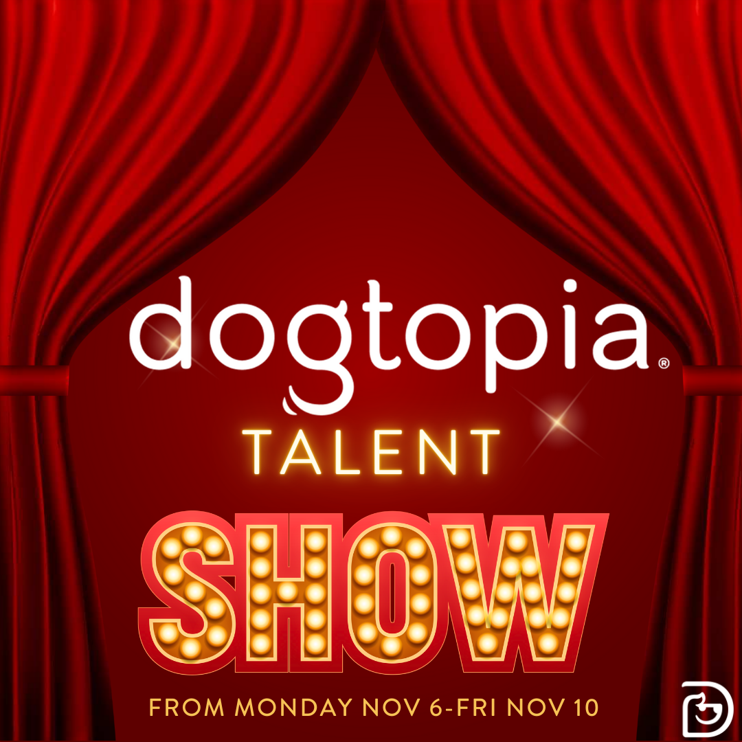 Talent Show Week - Brampton