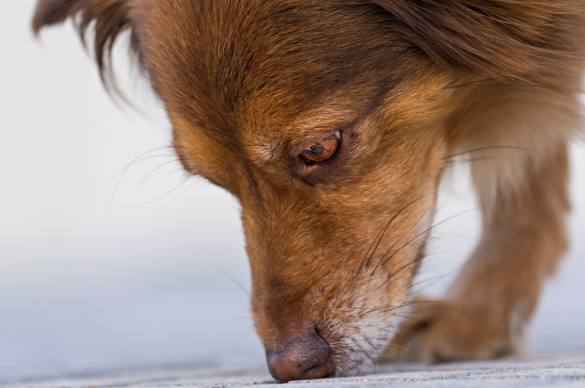 Sense of Smell Day - Brampton