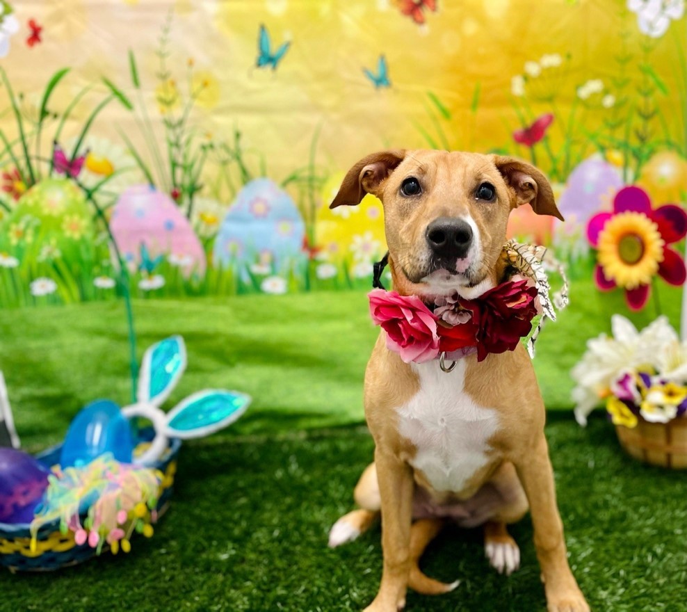 Easter Pictures - Jacksonville at The Avenues