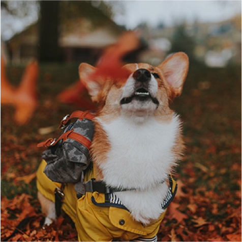 First Day of Fall! - Arcadia
