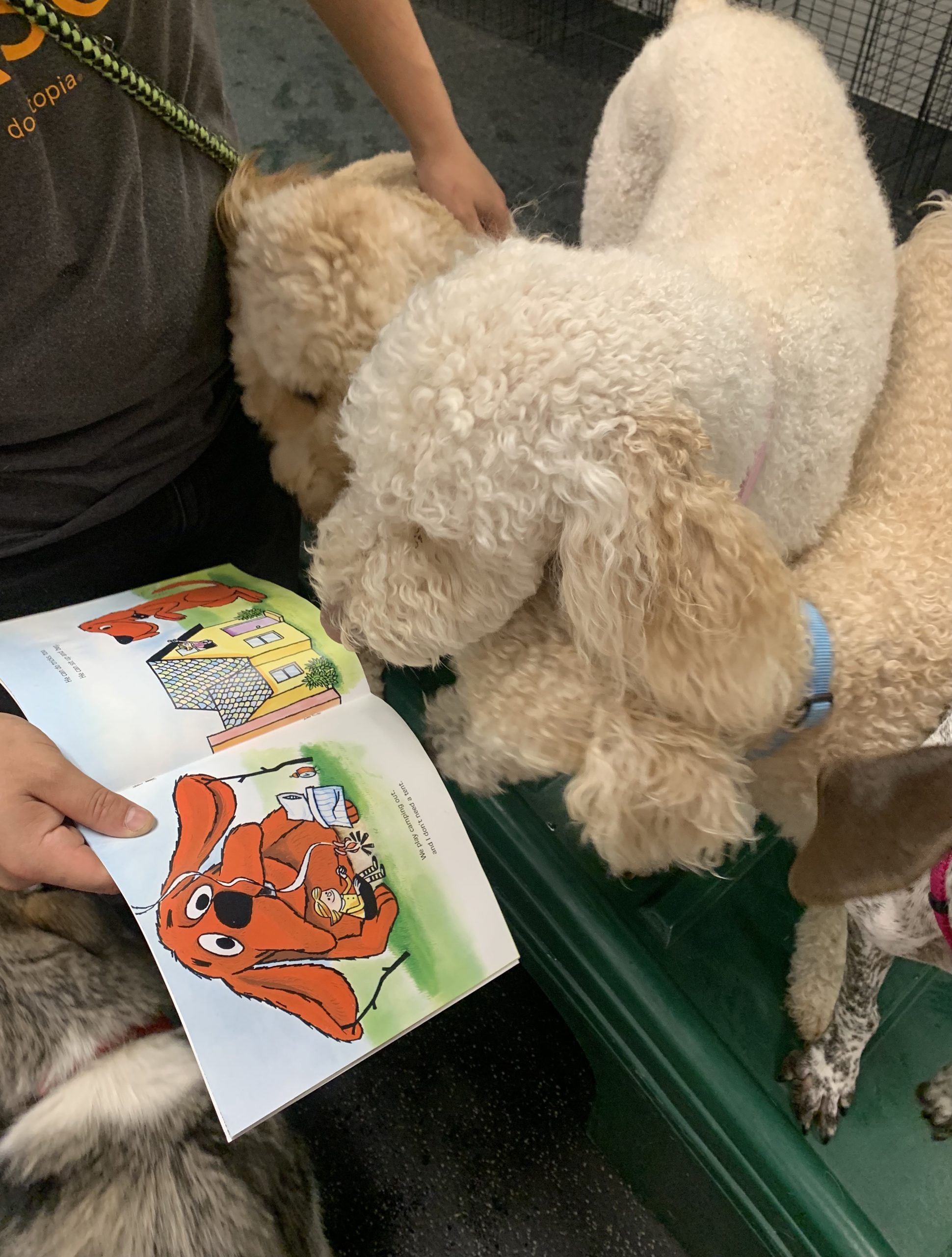 Dog Daycare, Spa, Boarding | Dogtopia of Arcadia in Phoenix