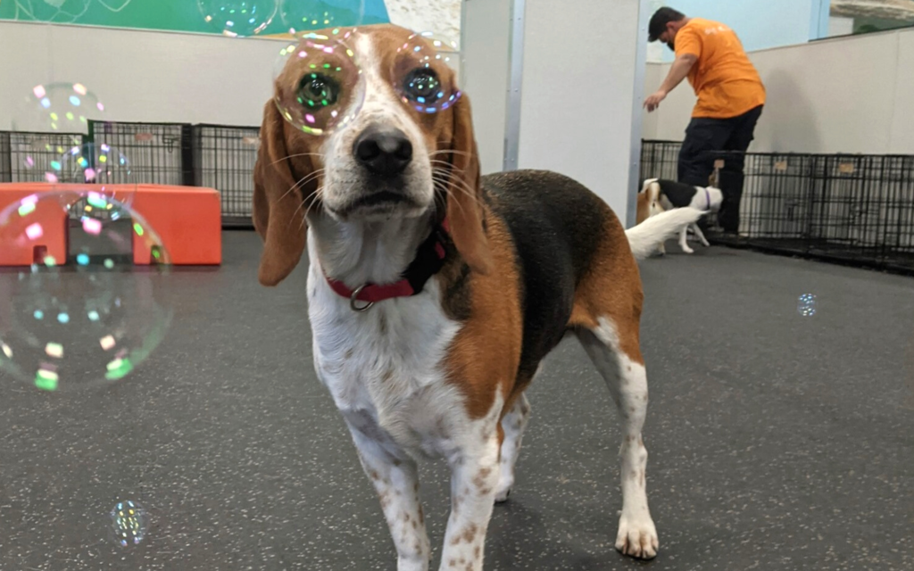 Beagle Day - Northville