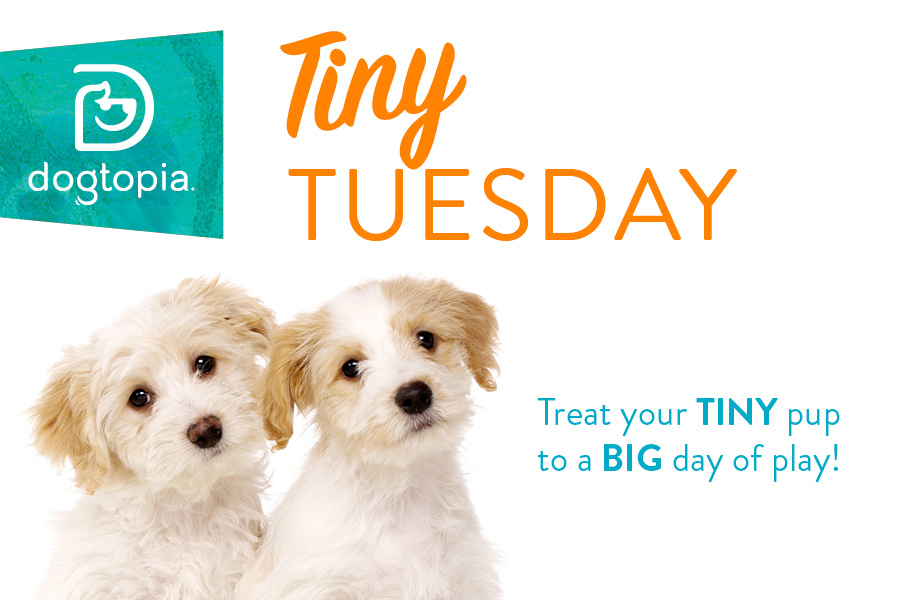 Tiny Tuesday - Northville