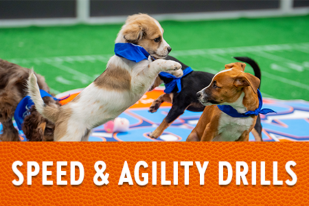 Speed Drills - Northville