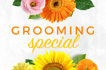 May Grooming Special - Downers Grove