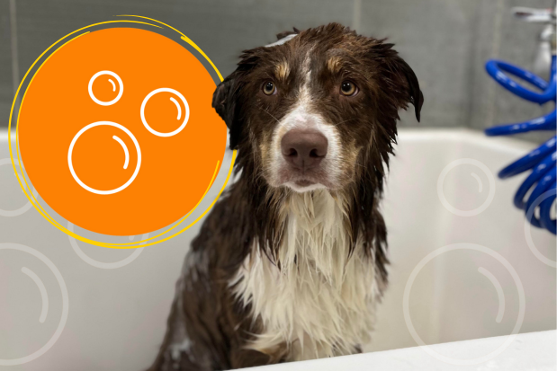 Downers Grove Dog Training And Grooming