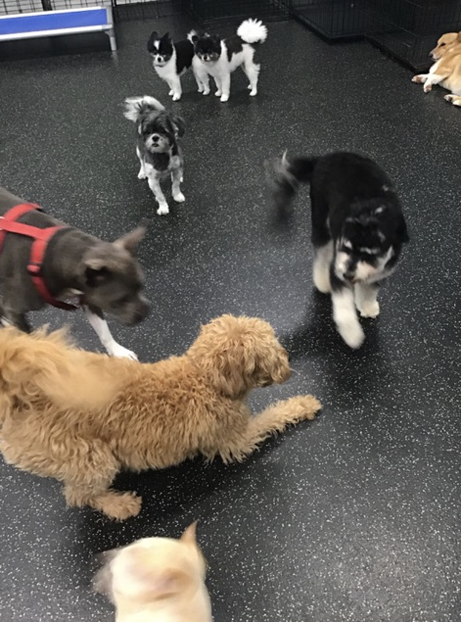 Quirky Dog Play Behaviors | Dogs Play In Strange Ways