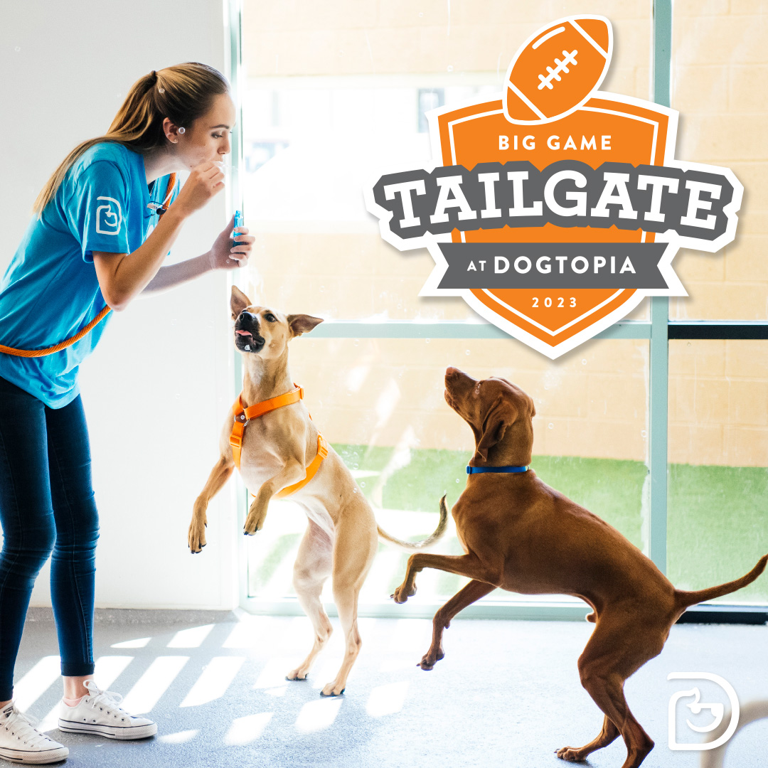 "The Big Game" Agility Day - Sacramento - Nimbus Winery