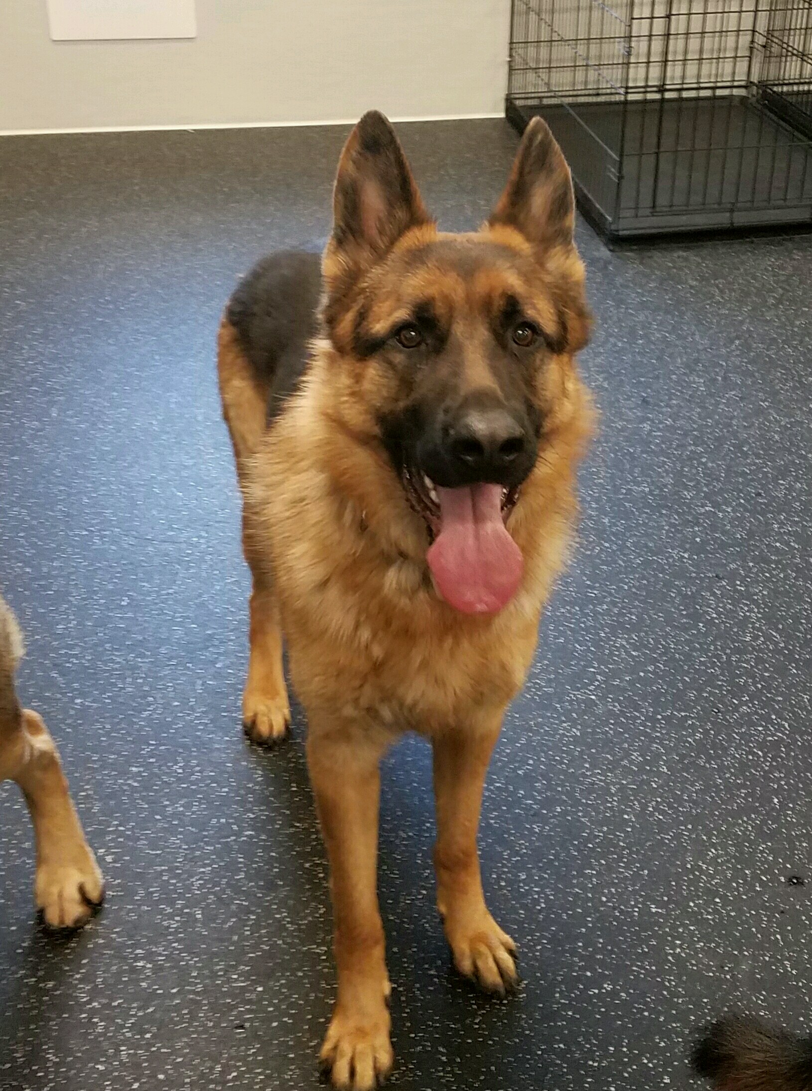 German Shepherd Wednesday! - Carriage Crossing