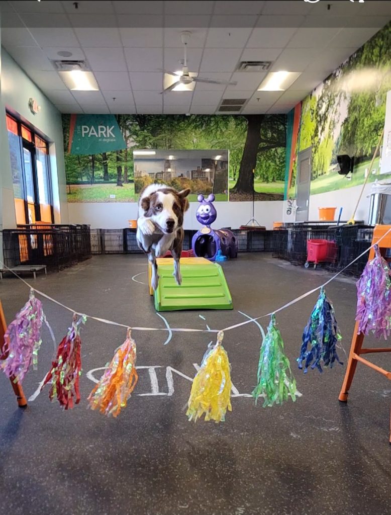 Obstacle Course Day! - The Woodlands North