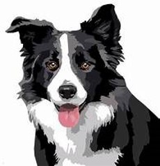 Border Collie Day! - The Woodlands North