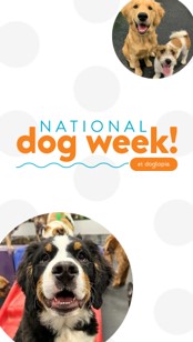National Dog Week! - The Woodlands North