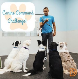Canine Command Challenge! - The Woodlands North