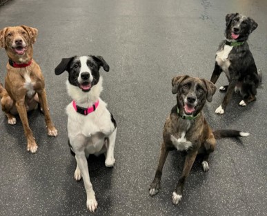 National Catahoula Day! - The Woodlands North