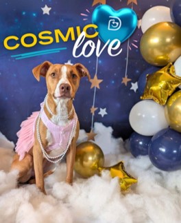 Cosmic Love, Prom Pictures! - The Woodlands North