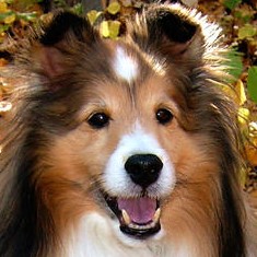 National Sheltie Day! - Redmond