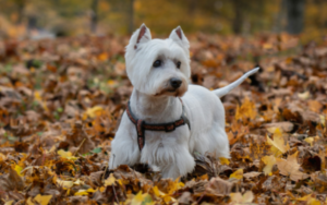 Why Indoor Dog Daycare Matters for Dogs in Redmond - Dogtopia
