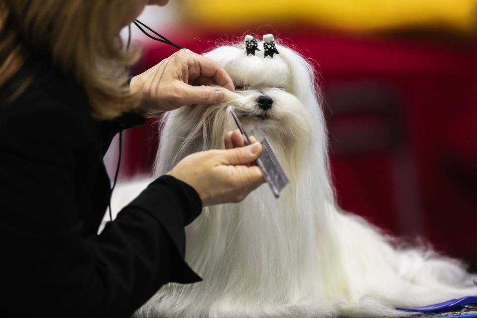 Puppy Prom Primping Day - Grand Rapids