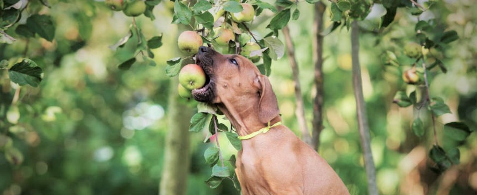 Apple Orchard Photos - Grand Rapids