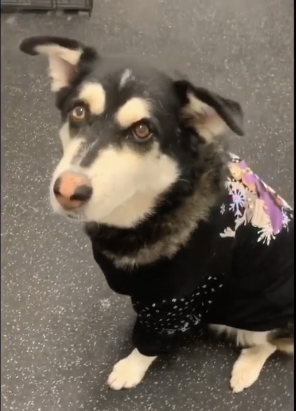 Husky Day! - Orlando - Winter Park