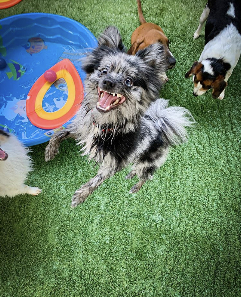 Toy and Wee Dog Day! - Orlando - Winter Park