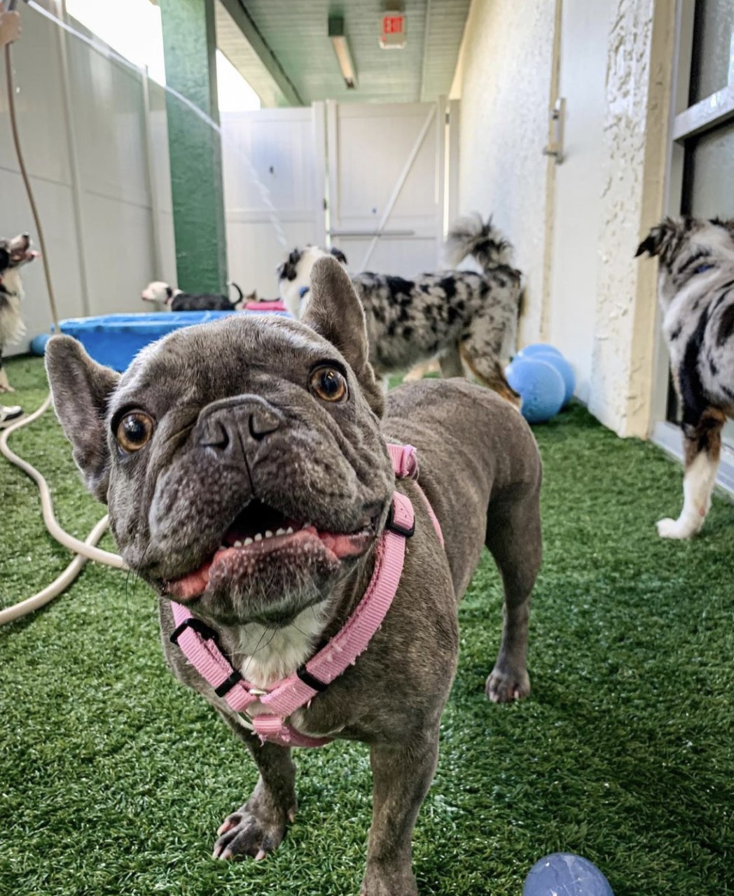 Frenchie Day! - Orlando - Winter Park