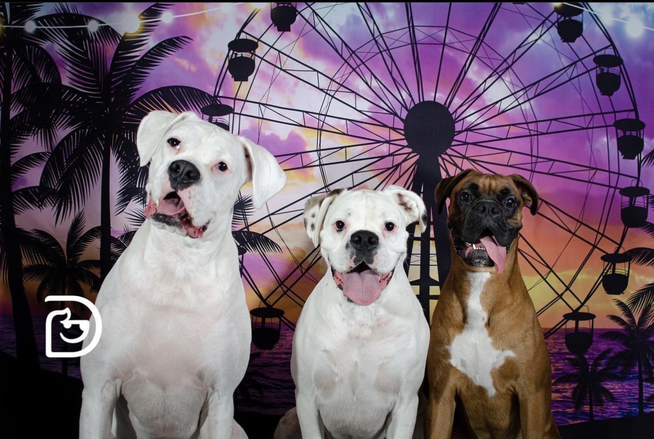 Boxer Day! - Orlando - Winter Park