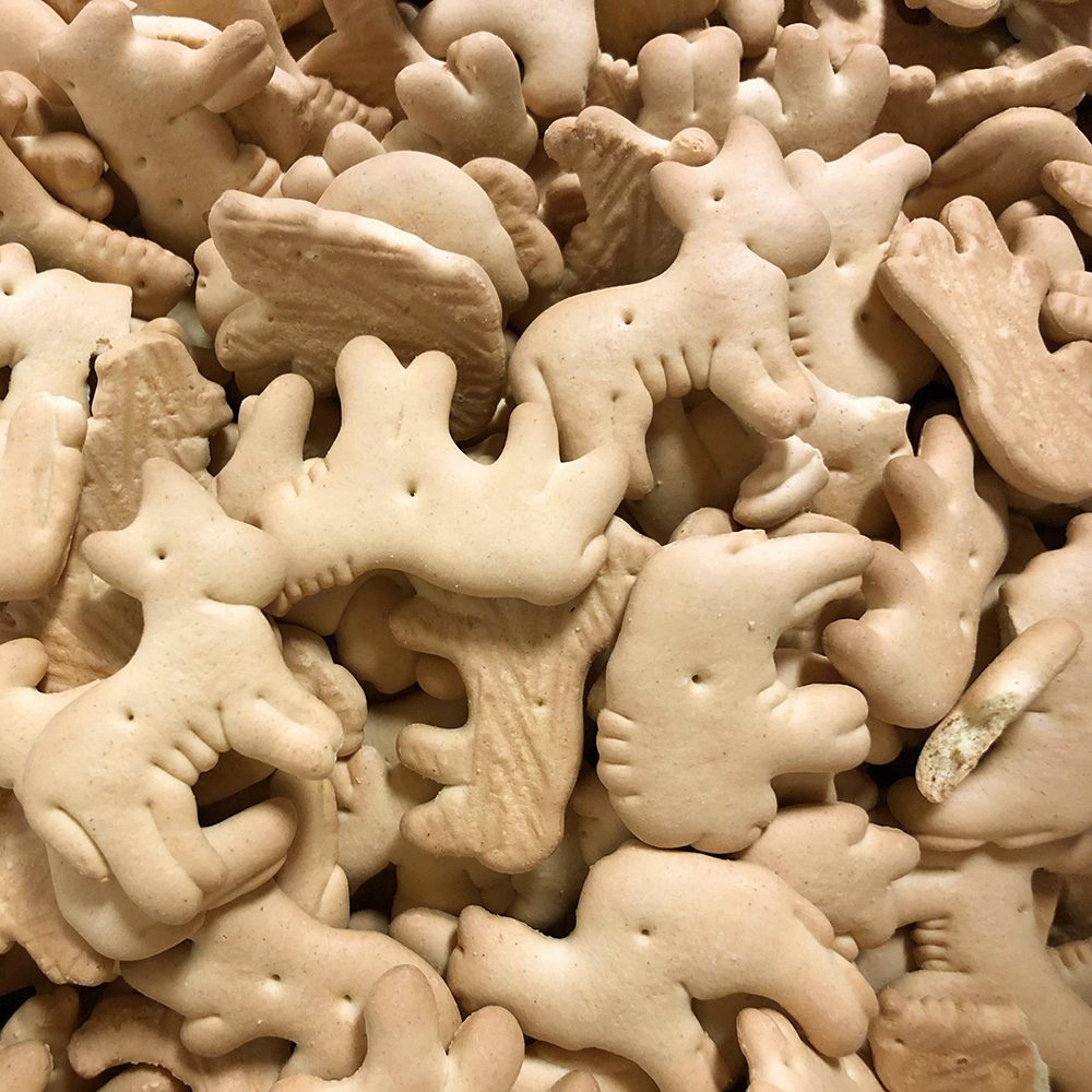 Animal Cracker Day! - Orlando - Winter Park