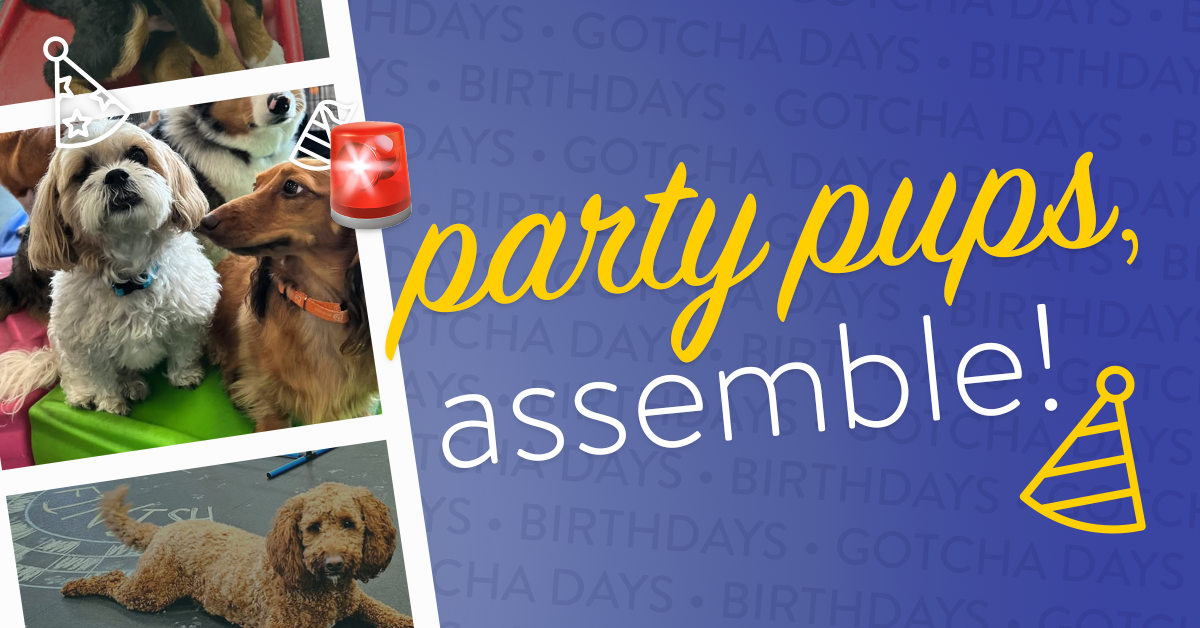 February Birthday/Gotcha Day Party - Dublin