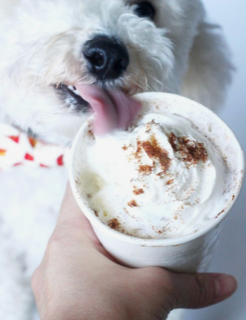 $5 Pumpkin Pup Cups - Gilbert