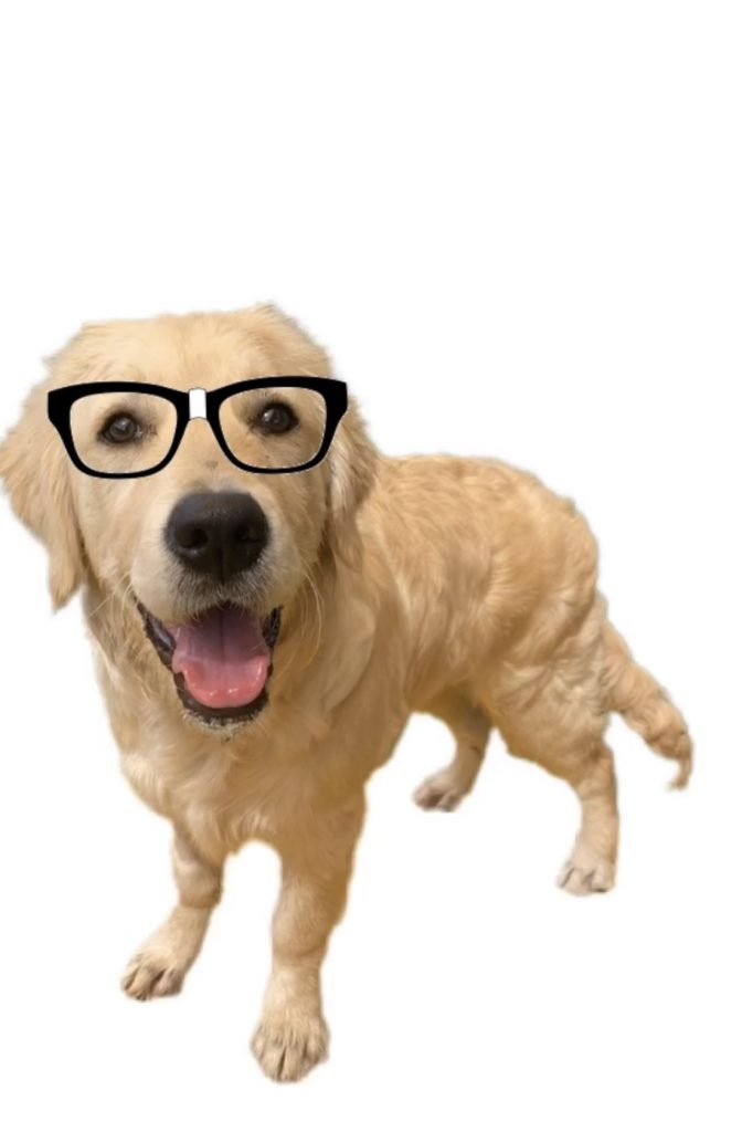 National Golden Retriever Day! - Gilbert