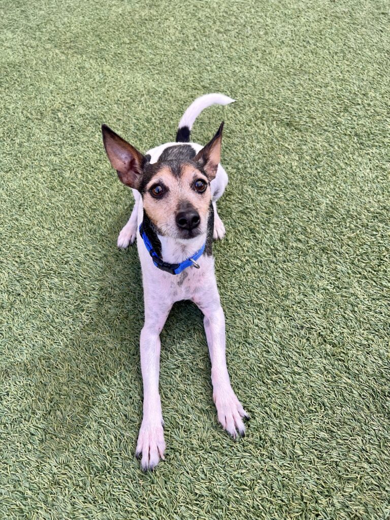 Dog Daycare, Spa, Boarding | Dogtopia of Gilbert