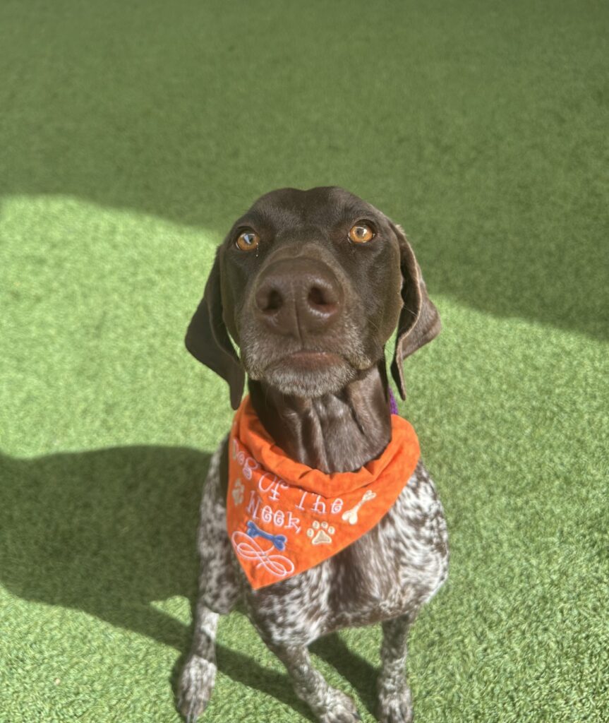 Dog Daycare, Spa, Boarding | Dogtopia of Gilbert