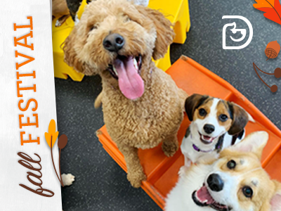 Fall Fest - Limerick