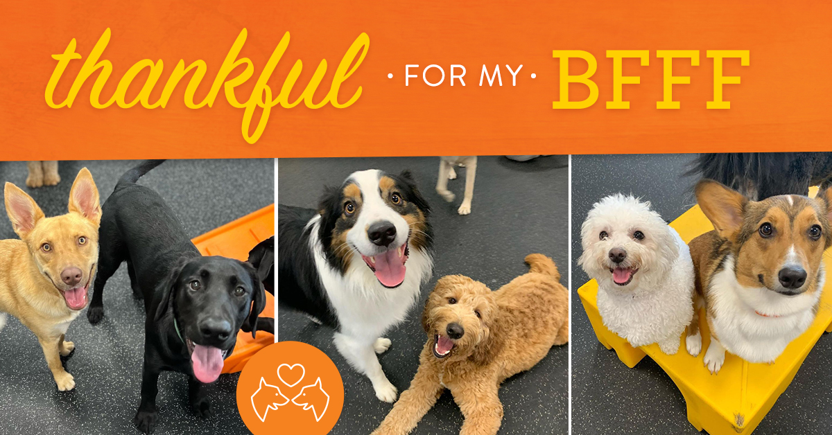 Thanksgiving - Limerick