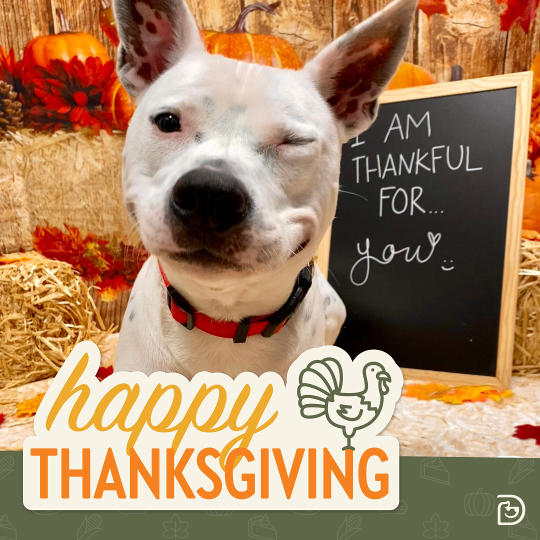 Thanksgiving - Limerick