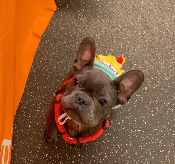 Frenchie Day! - Dallas – Inwood