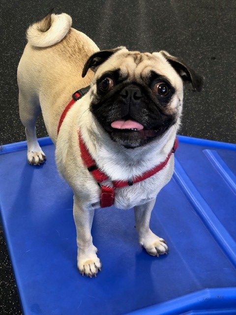 Pug Day! - Dallas – Inwood