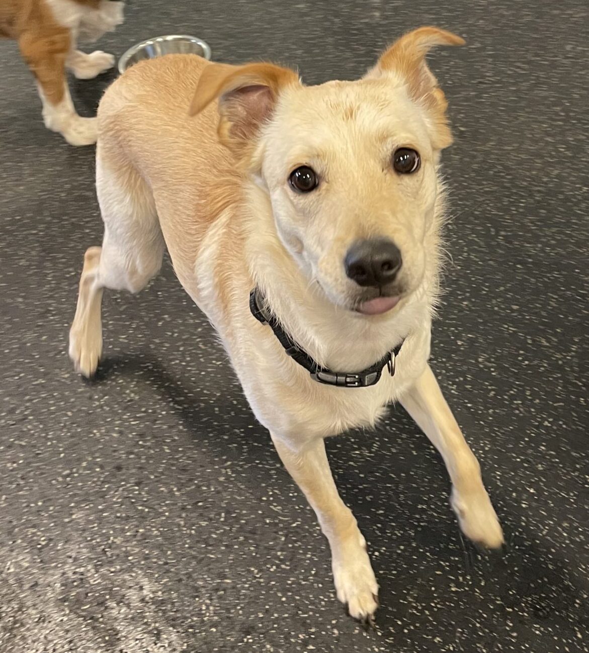 National String Cheese Day - Dallas – Inwood