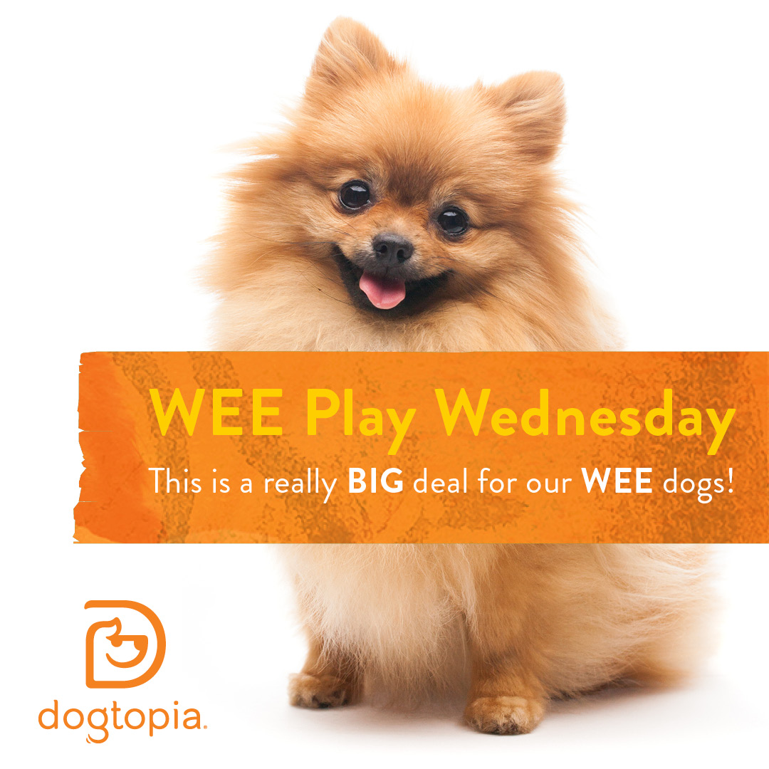 Wee Wednesday - South Austin