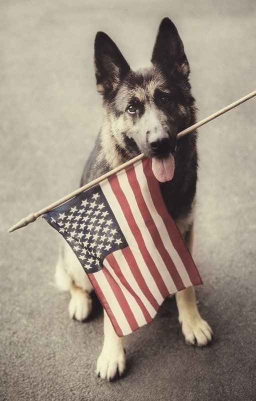 Dogs in Politics Day - South Elgin