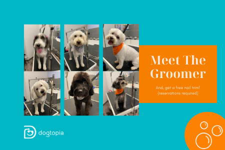 Meet the Groomer - South Elgin