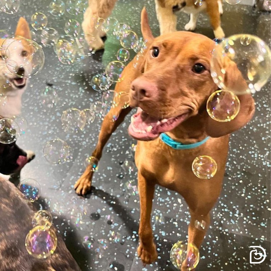 National Bubble Week - Ellisville