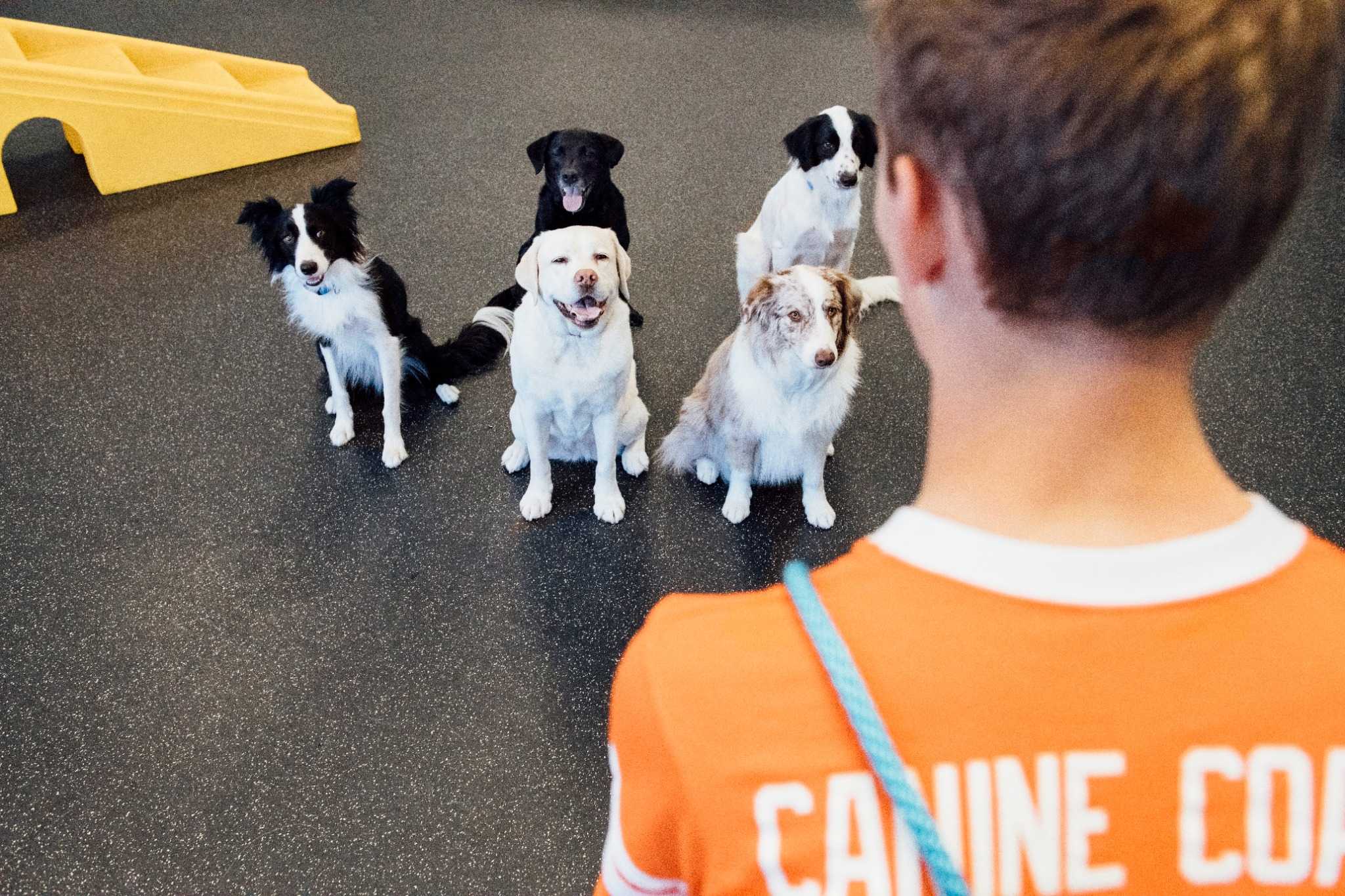 St. Louis Dog Daycare Builds Confidence, Manners, and Real-World ...