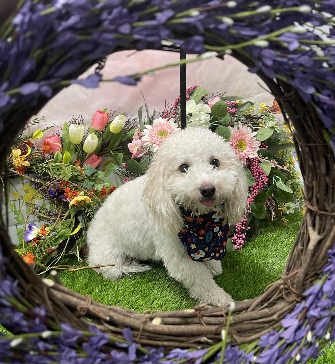 Spring into Playtime "Fairy Garden" Photoshoot - Rocklin
